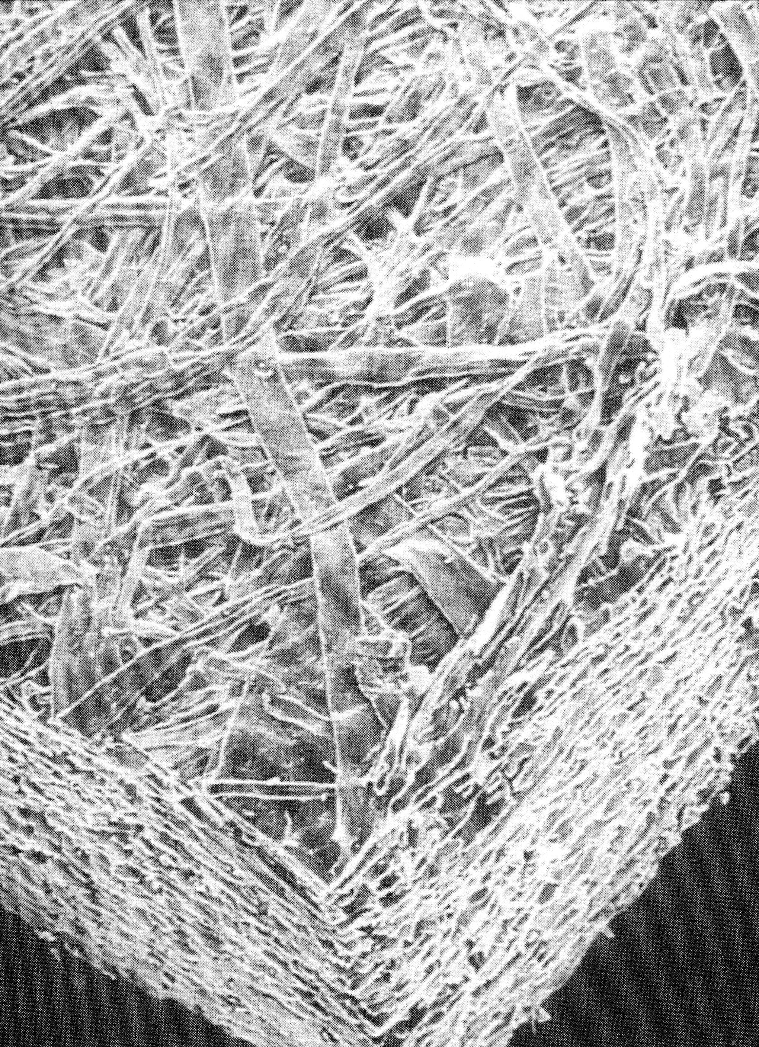 Paper – Every Fiber of Its Being | The Fiber Wire